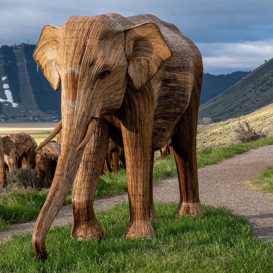 Buy An Elephant | The Great Elephant Migration