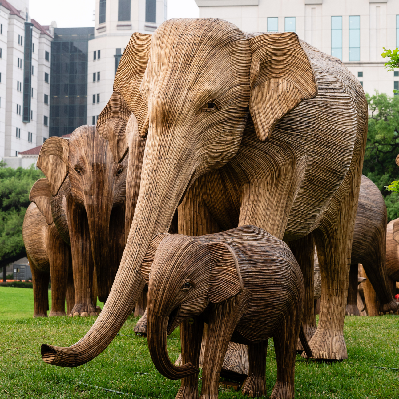 Buy An Elephant | The Great Elephant Migration