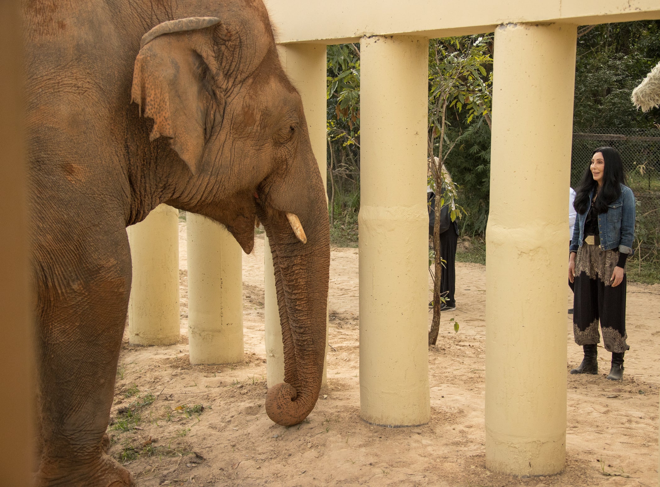 Cher – The Great Elephant Migration