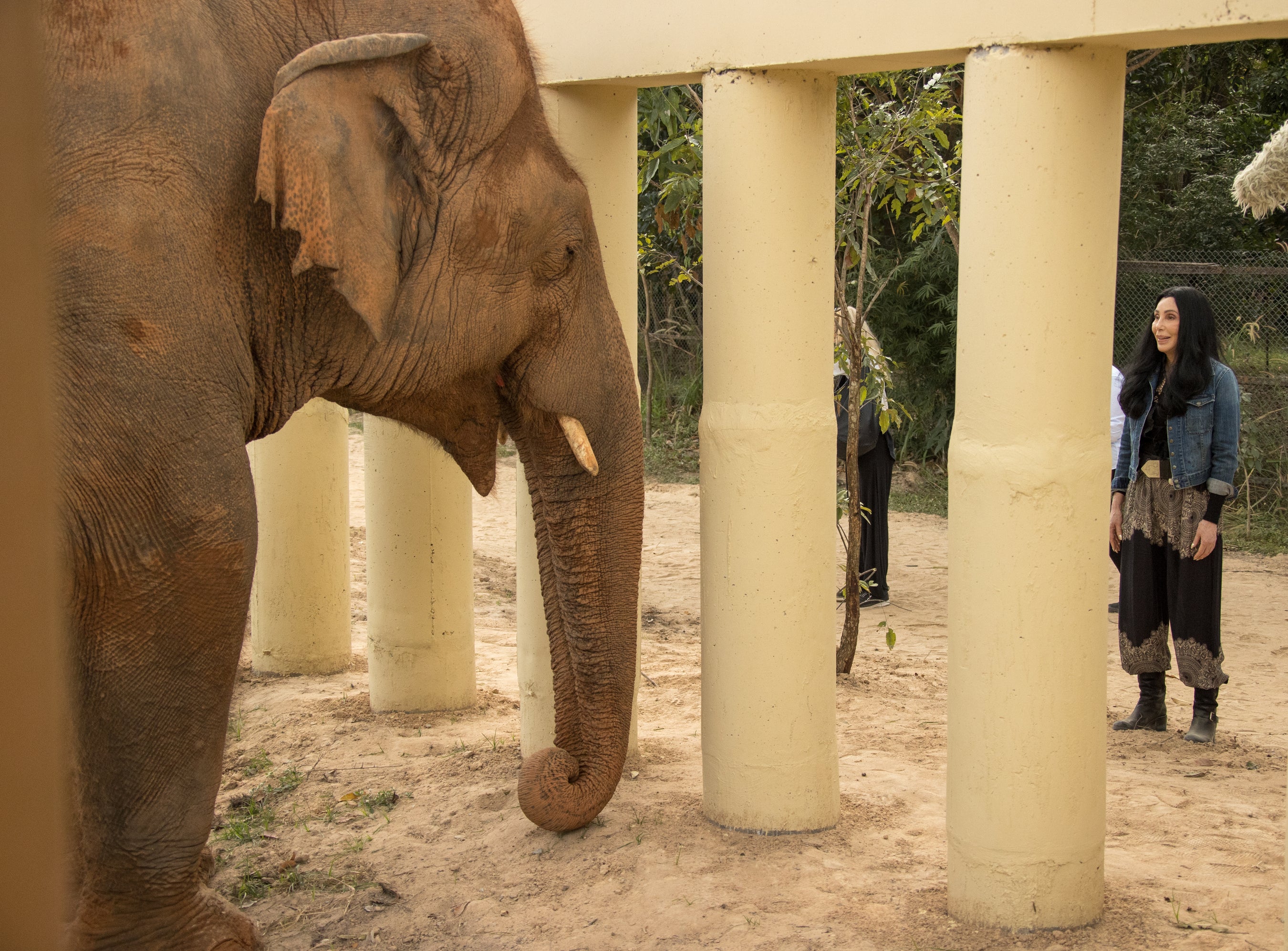 Creatives – The Great Elephant Migration