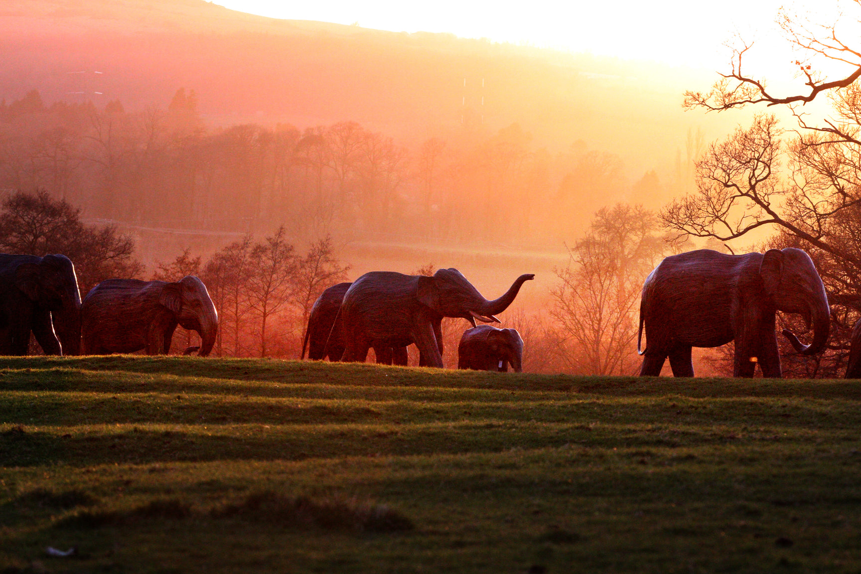 Buy An Elephant | The Great Elephant Migration