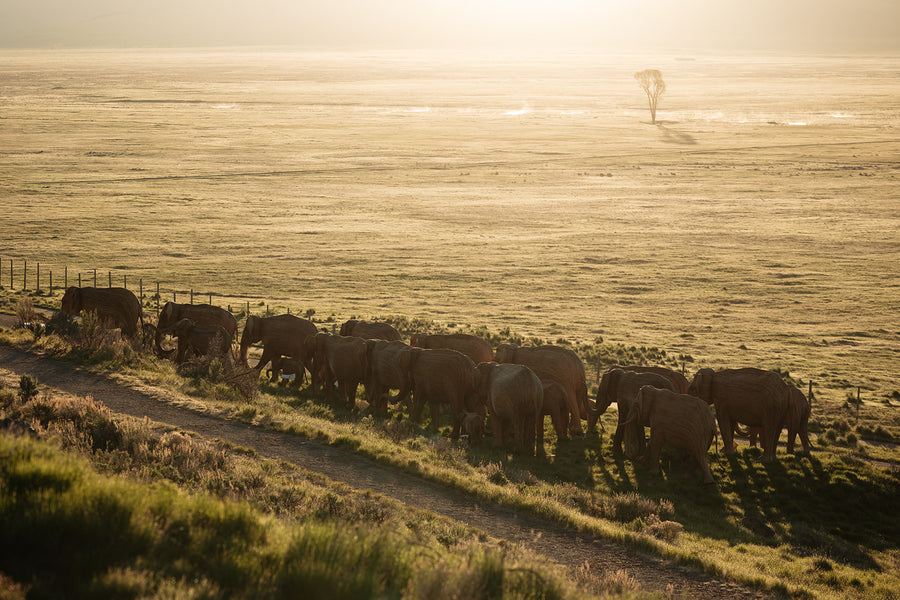 Buy An Elephant | The Great Elephant Migration