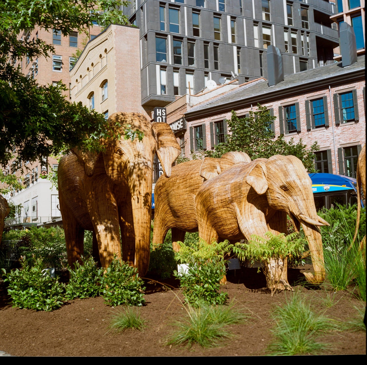 Buy An Elephant | The Great Elephant Migration