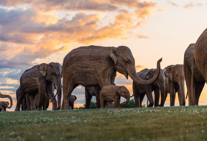Buy An Elephant | The Great Elephant Migration