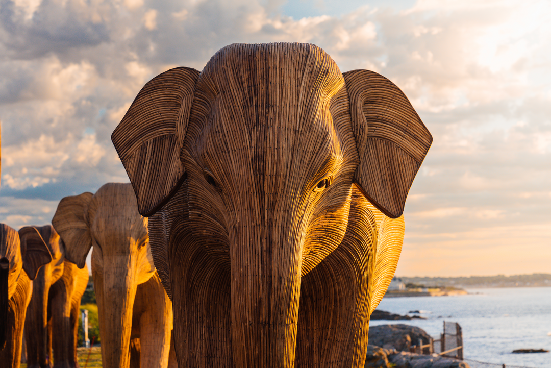 Buy An Elephant | The Great Elephant Migration