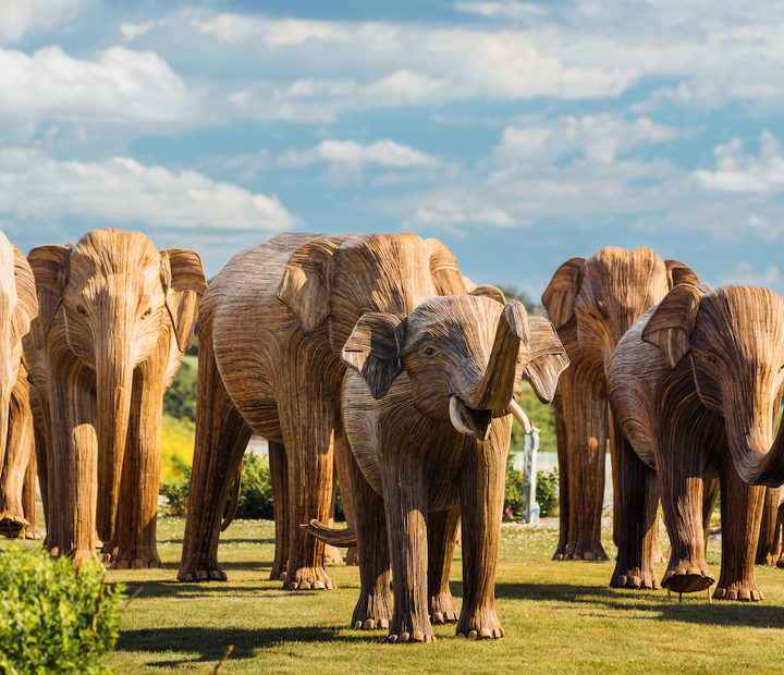 Buy An Elephant | The Great Elephant Migration