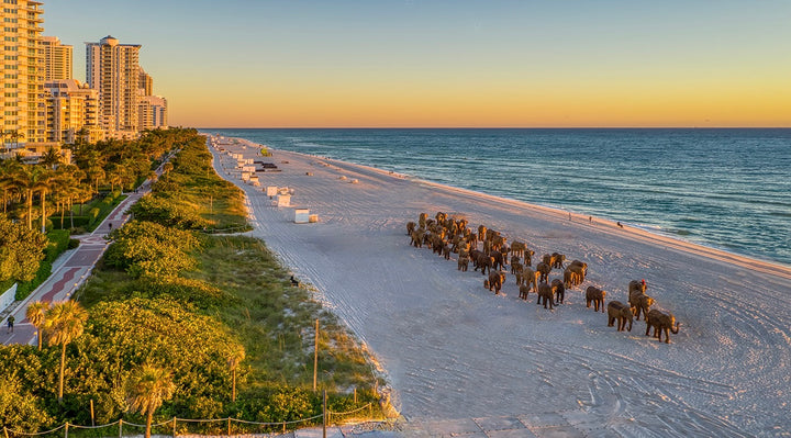 Visit – The Great Elephant Migration