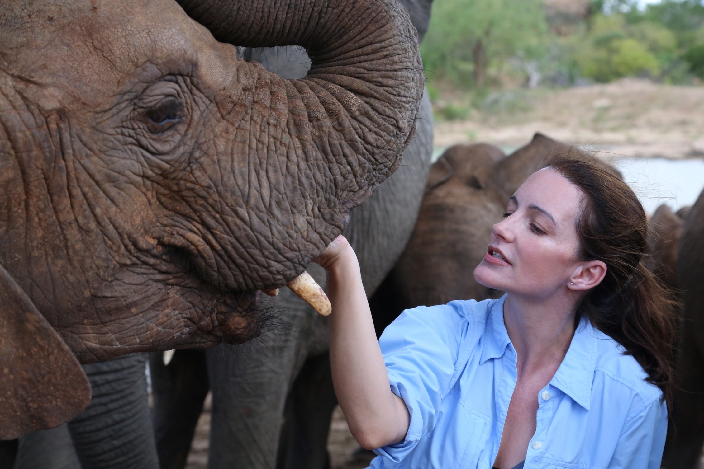 Creatives – The Great Elephant Migration