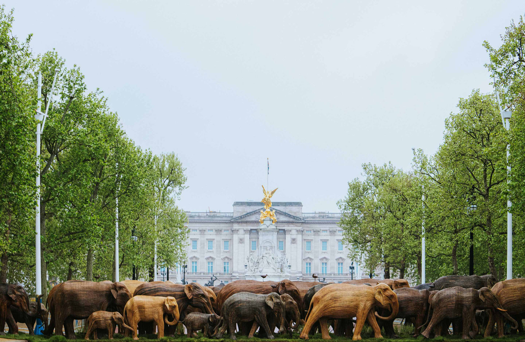 The Great Elephant Migration | A Coexistence Story