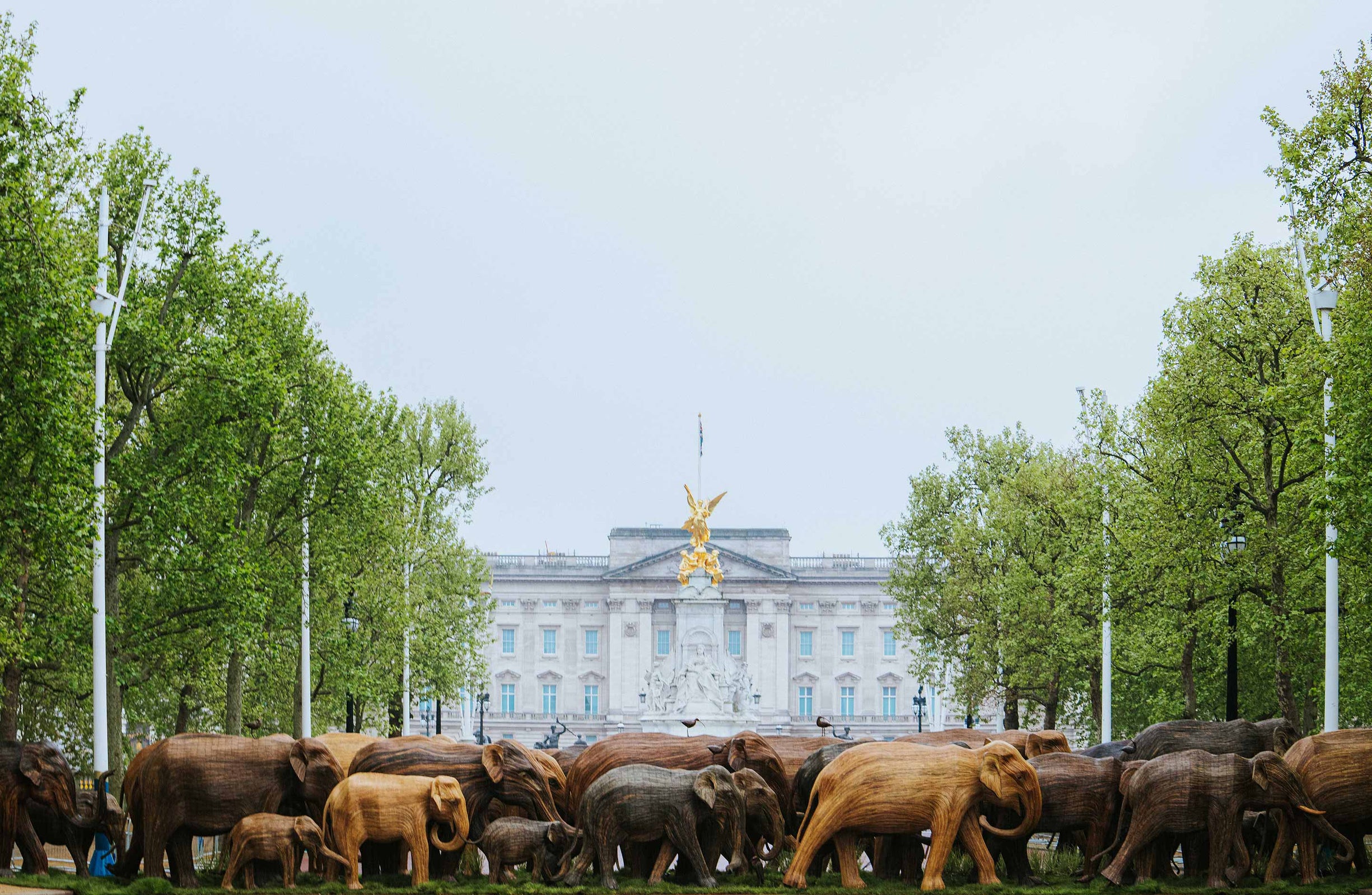 The Great Elephant Migration | A Coexistence Story